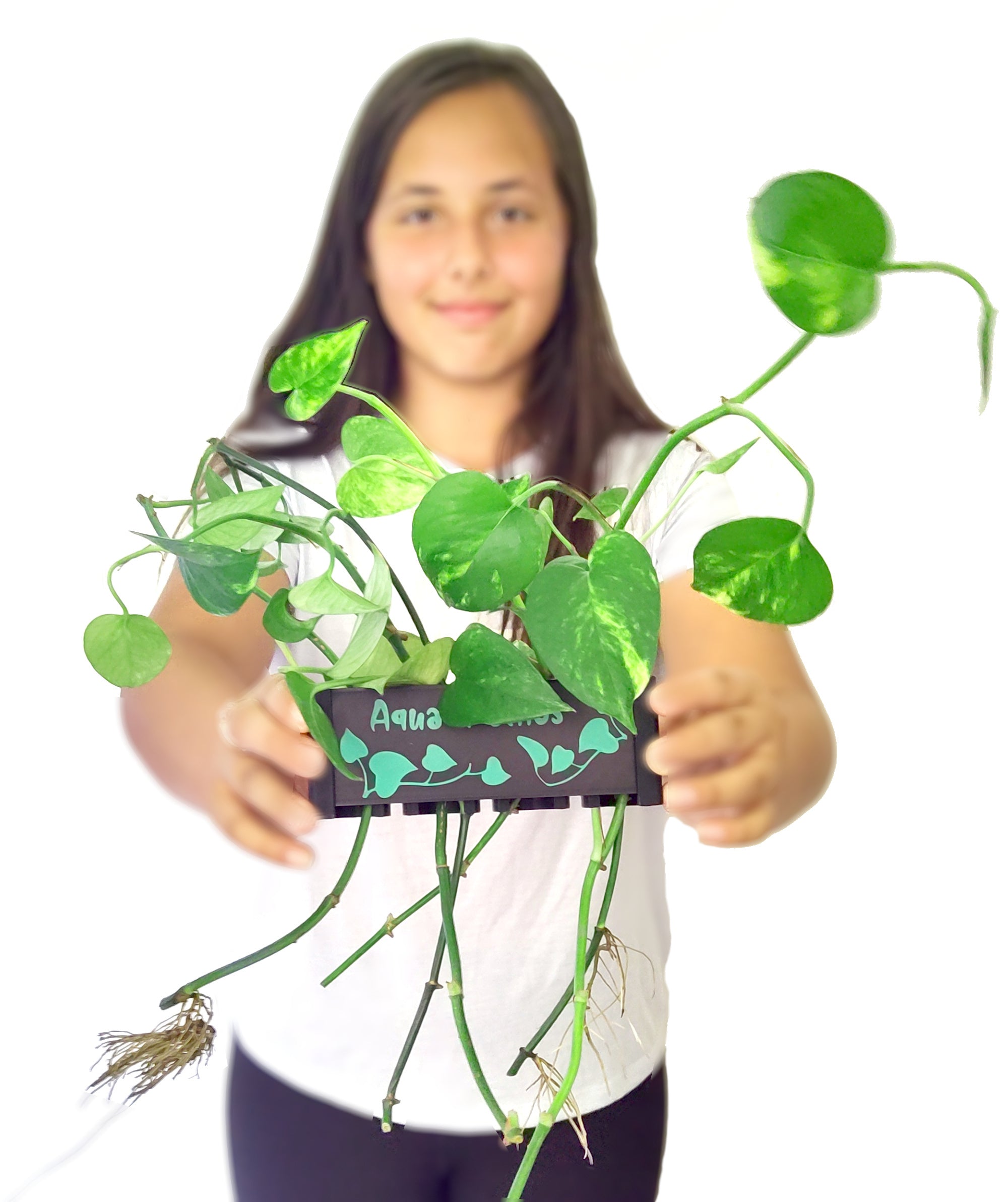Aquarium Moss Accessories – Tell3D LLC
